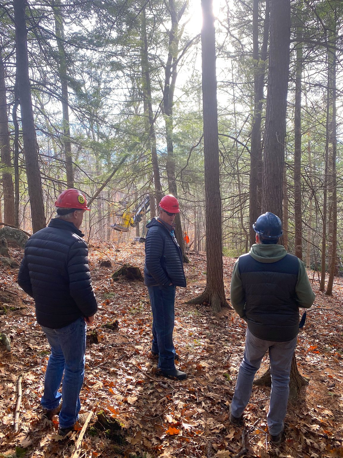 Logging + Landowner Resources - Hancock Lumber